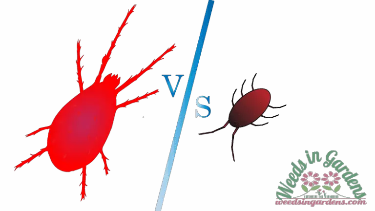 Chiggers Vs Clover Mites Asking List